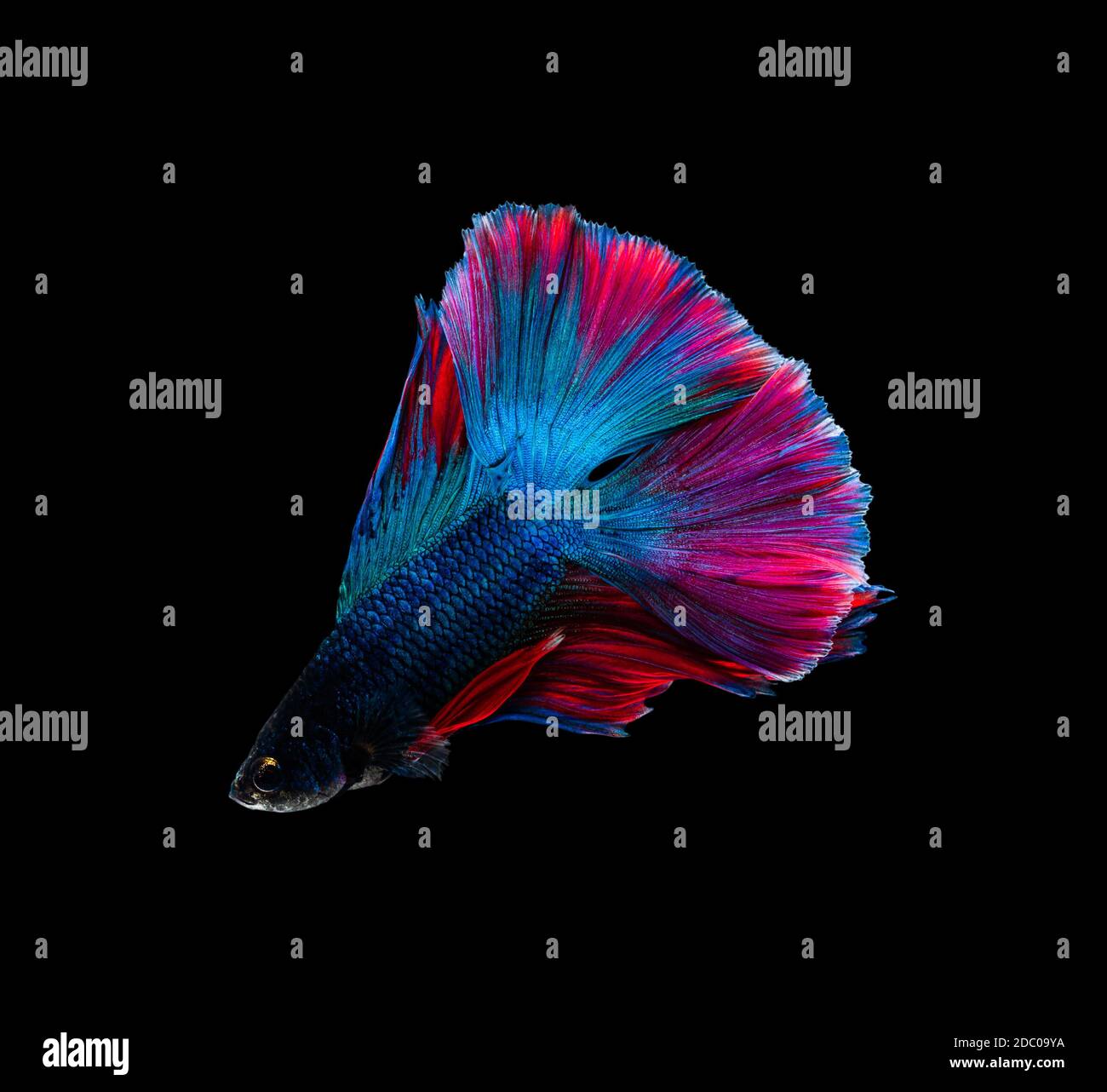 Flared Tail High Resolution Stock Photography and Images - Alamy