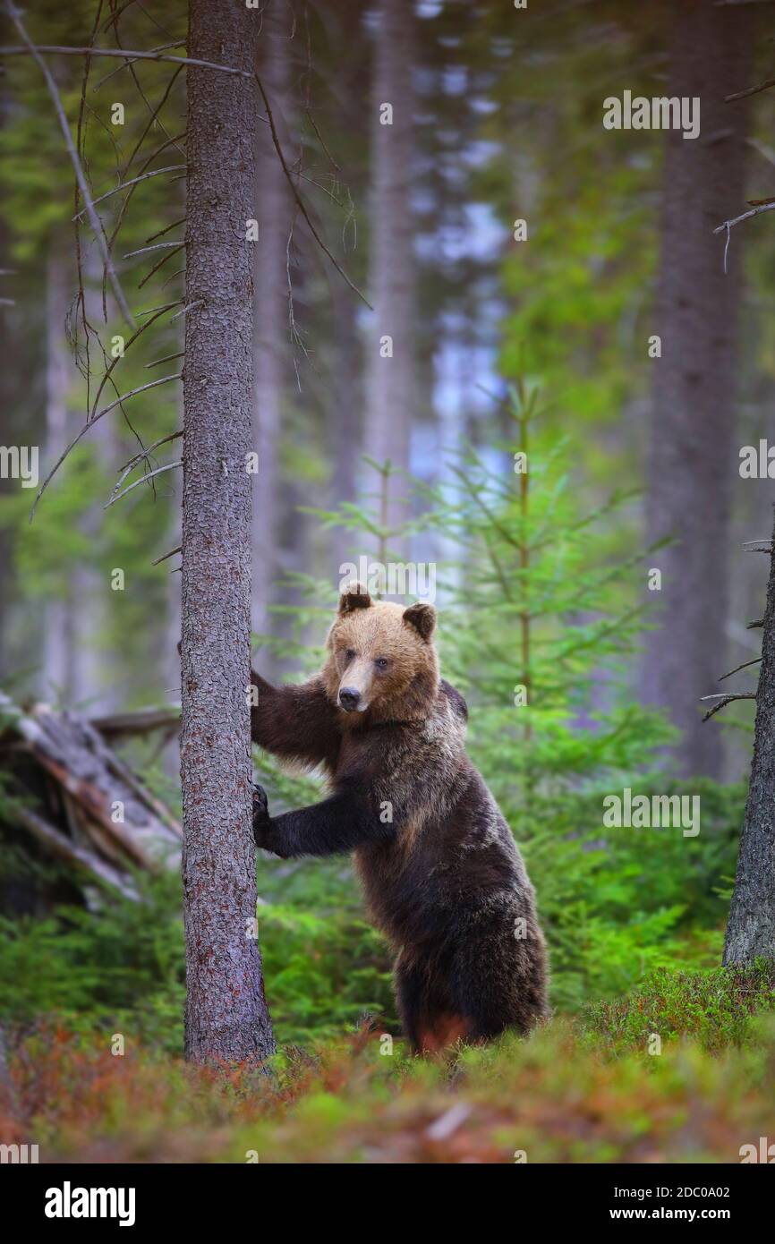 Brown bear standing on rear legs by tree in forest. Vertical ...