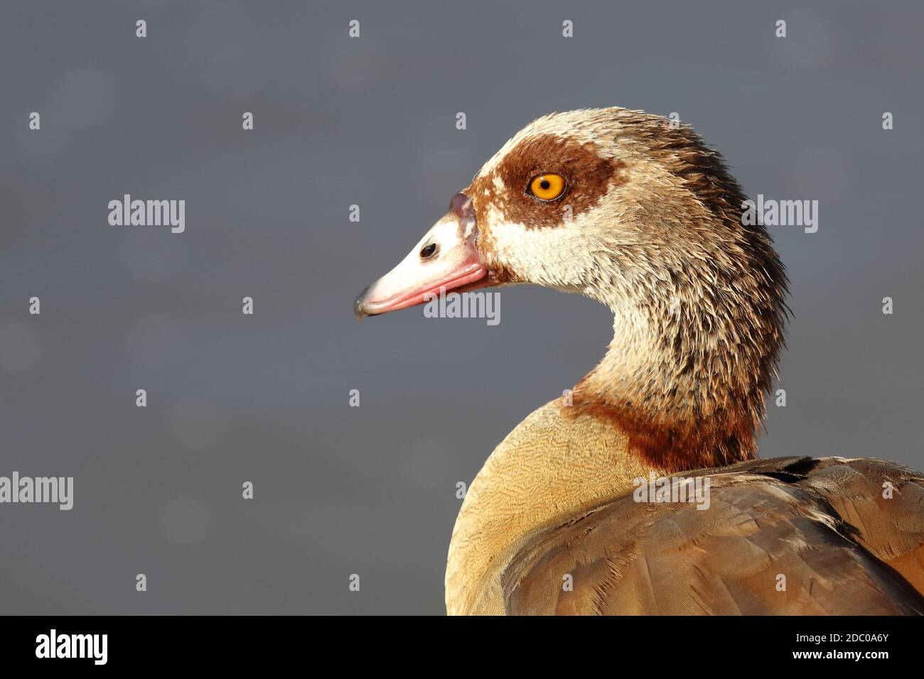 Nilgans / Egyptian Goose / Alopochen aegyptiacus Stock Photo - Alamy
