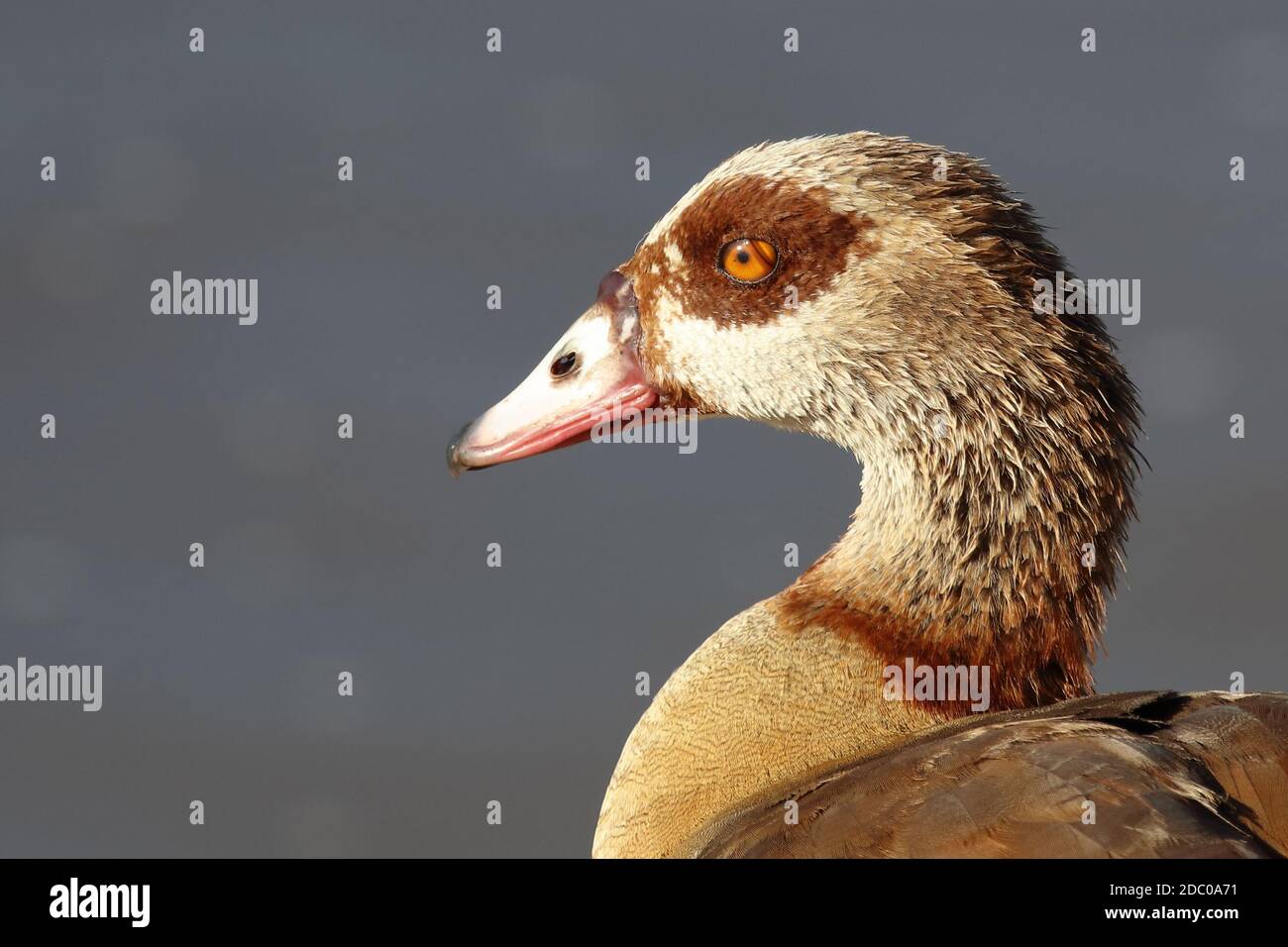 Nilgans / Egyptian Goose / Alopochen aegyptiacus Stock Photo - Alamy