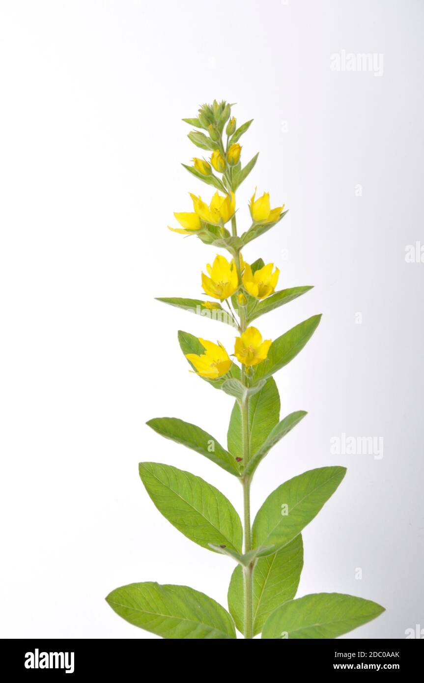 Lysimachus on a white background Stock Photo - Alamy