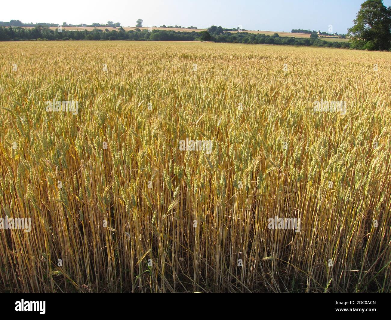 Haver plant hi-res stock photography and images - Alamy