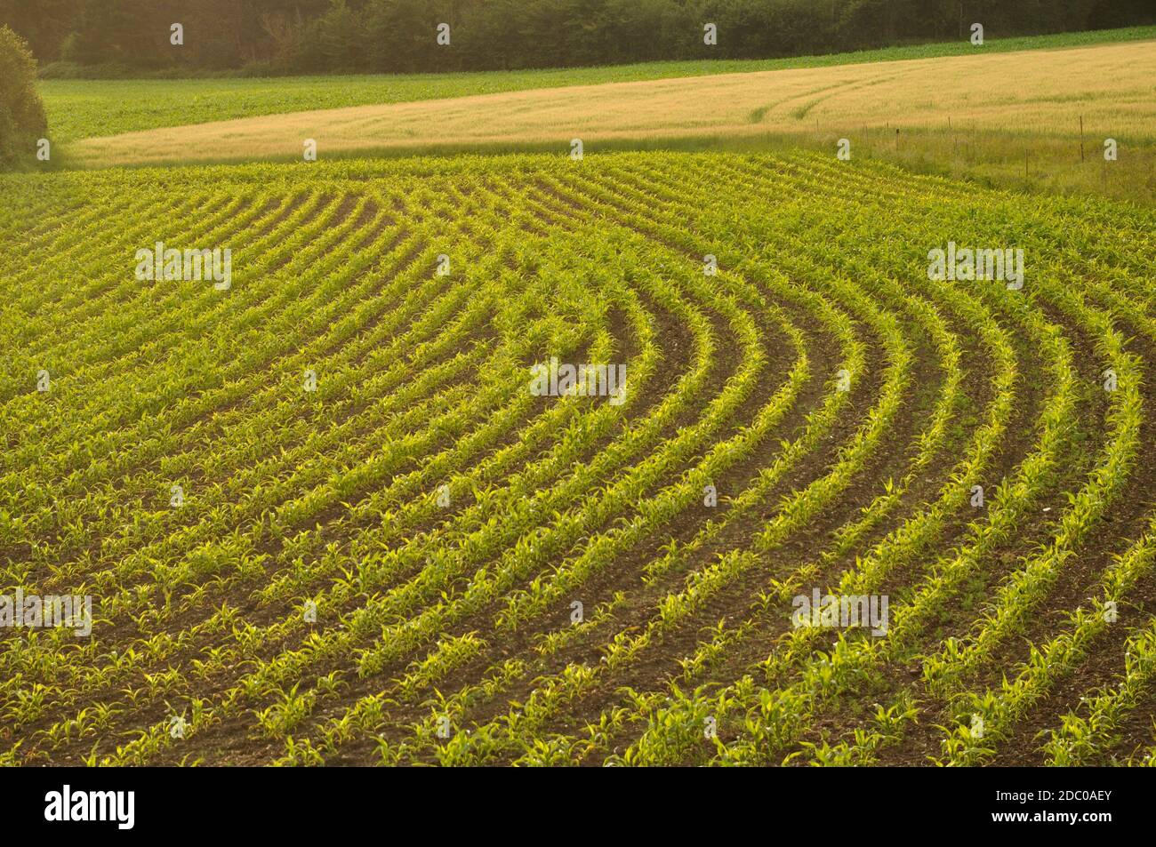 Corn field in Brittany Stock Photo - Alamy