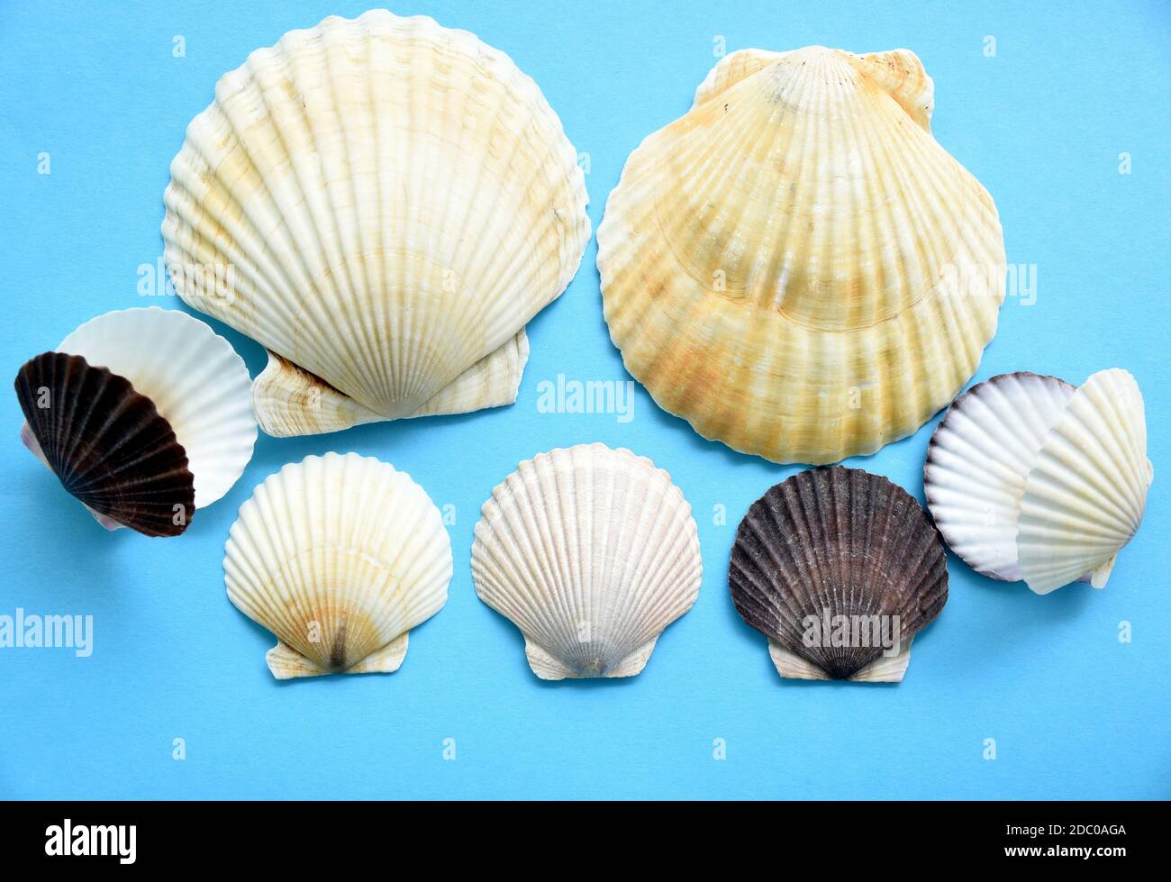 Japanese sea scallop seashells on a blue background. close-up Stock ...