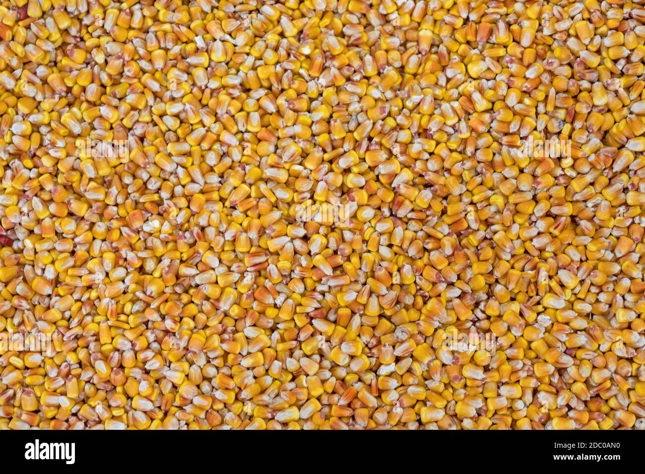 Bunch of Yellow Maize Corn Kernels Background Stock Photo - Alamy