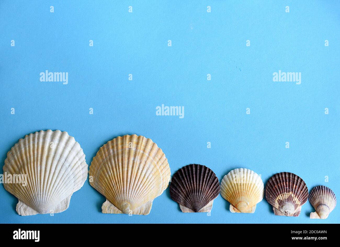 Japanese sea scallop seashells in a row on a blue background. close-up ...