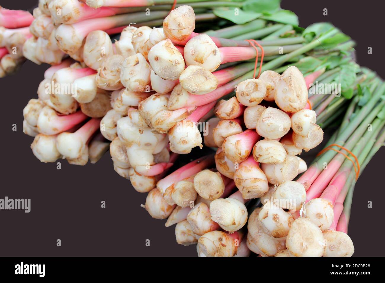 The young galangal tree, which is a good medicine and spices Stock ...