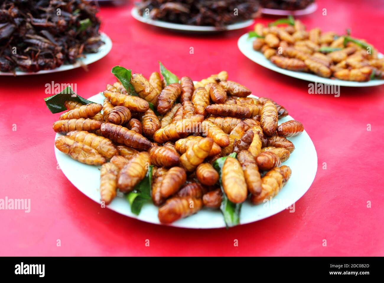 grub larvae fried, ready to eat Stock Photo - Alamy