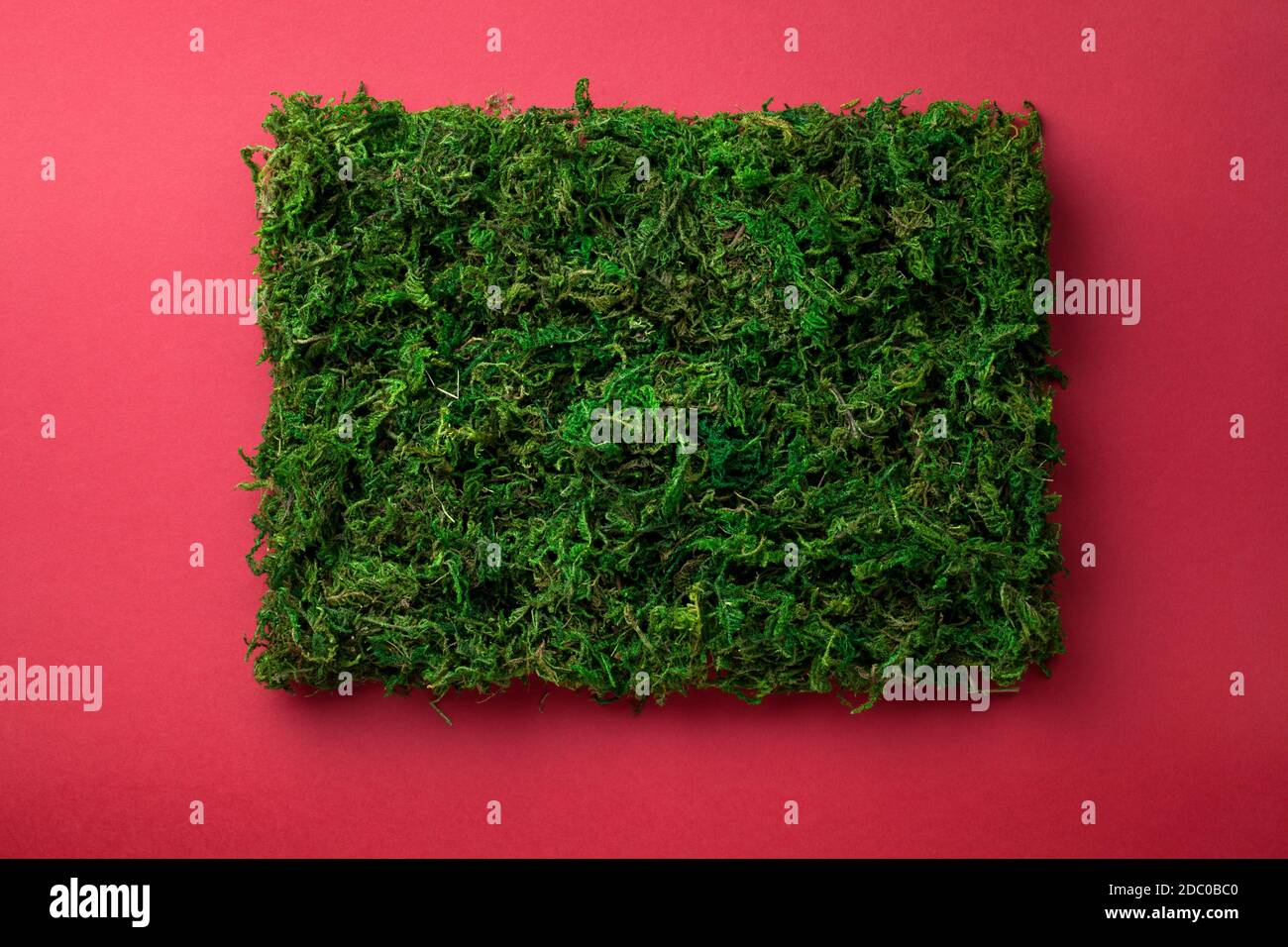 Green moss in shape of rectangle on burgundy paper background. Empty ...