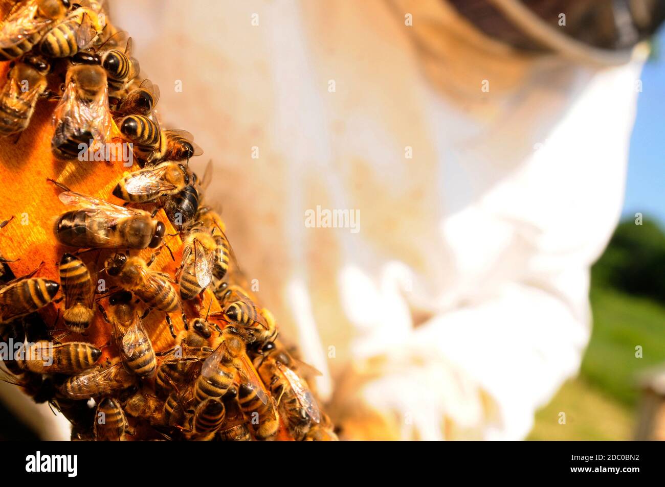 Honeycomb with western honey bees or European honey bee (Apis mellifera ...