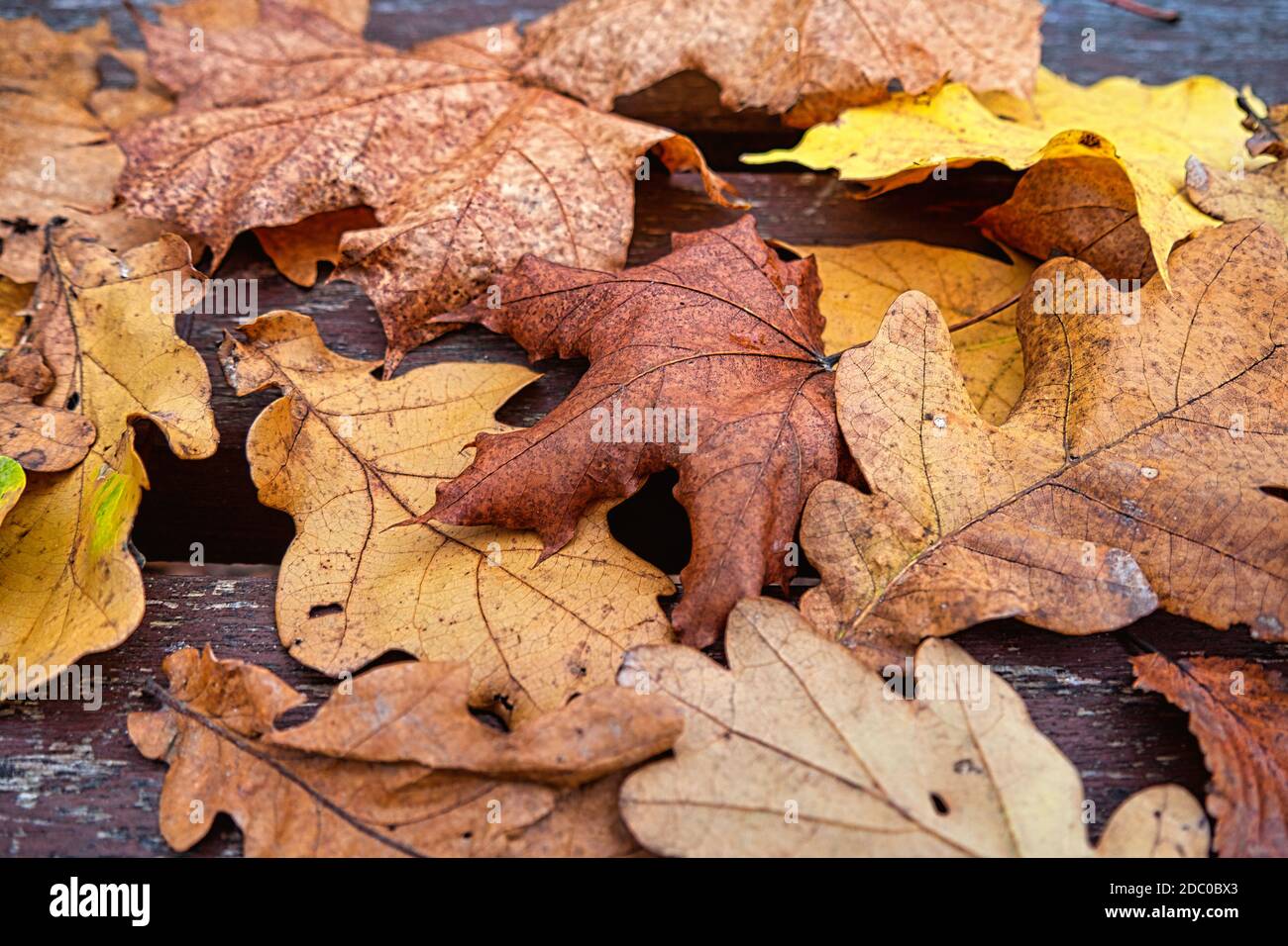 Fallen Dry Leaves on Wooden Plank Background Stock Photo - Alamy