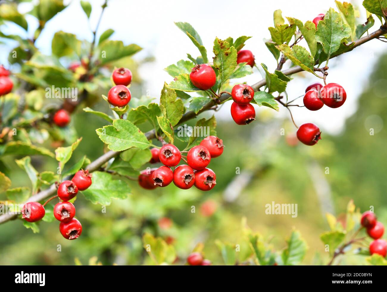 red fruits of the hawthorn Stock Photo - Alamy