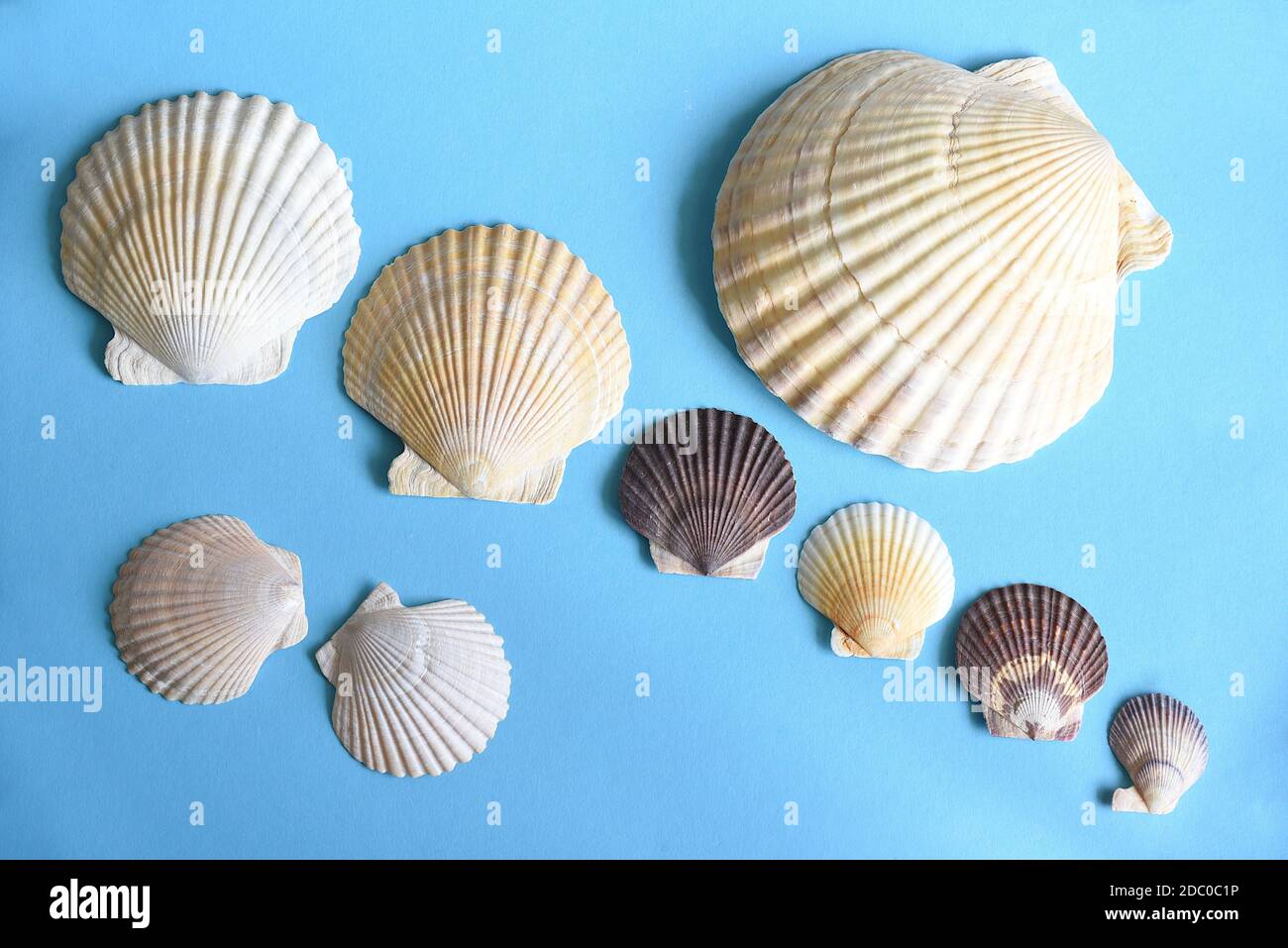 Japanese sea scallop seashells on a blue background. close-up Stock ...