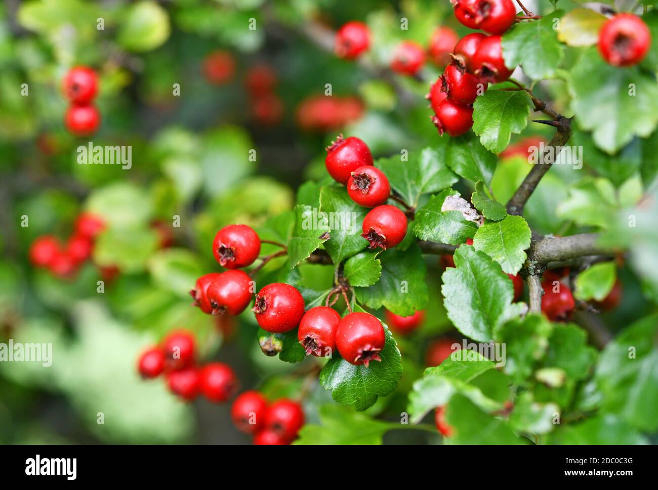 Hawthorn fruit harvest hi-res stock photography and images - Alamy