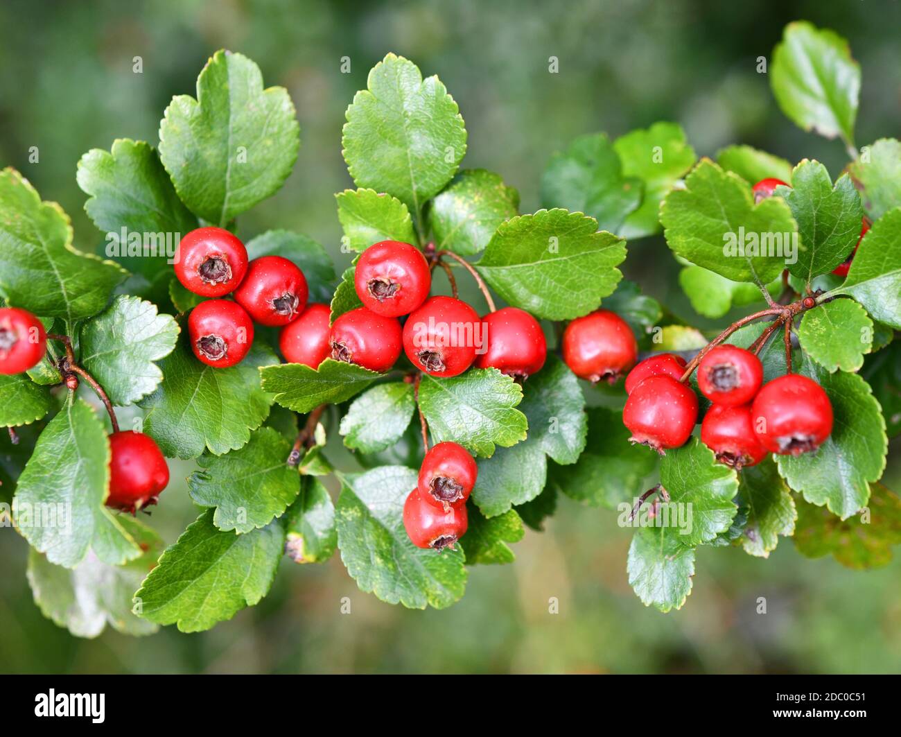 red fruits of the hawthorn Stock Photo - Alamy
