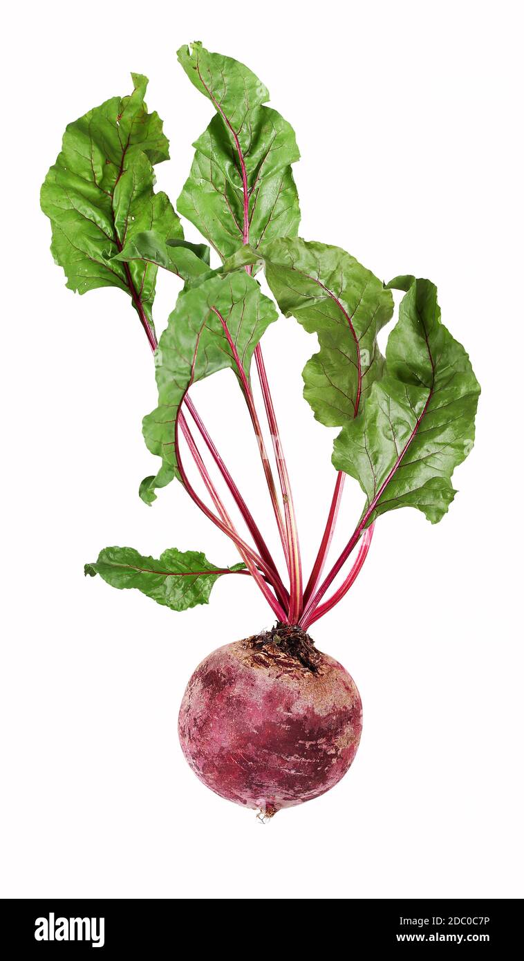 Single, isolated beetroot vegetables with leaves Stock Photo - Alamy