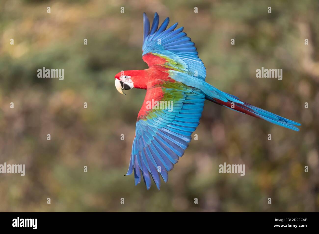 Ara birds hi-res stock photography and images - Alamy