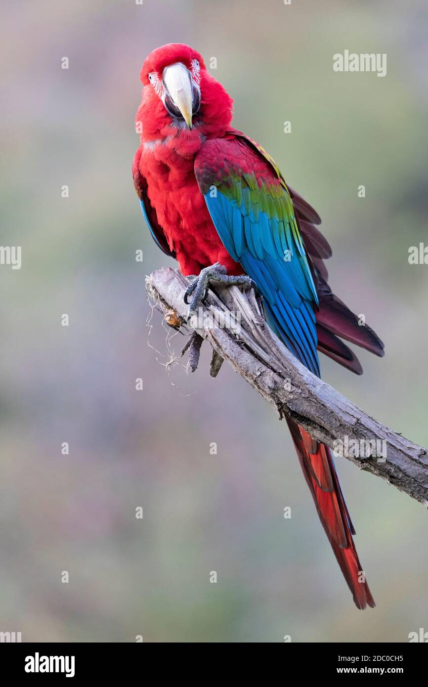 Ara birds hi-res stock photography and images - Alamy