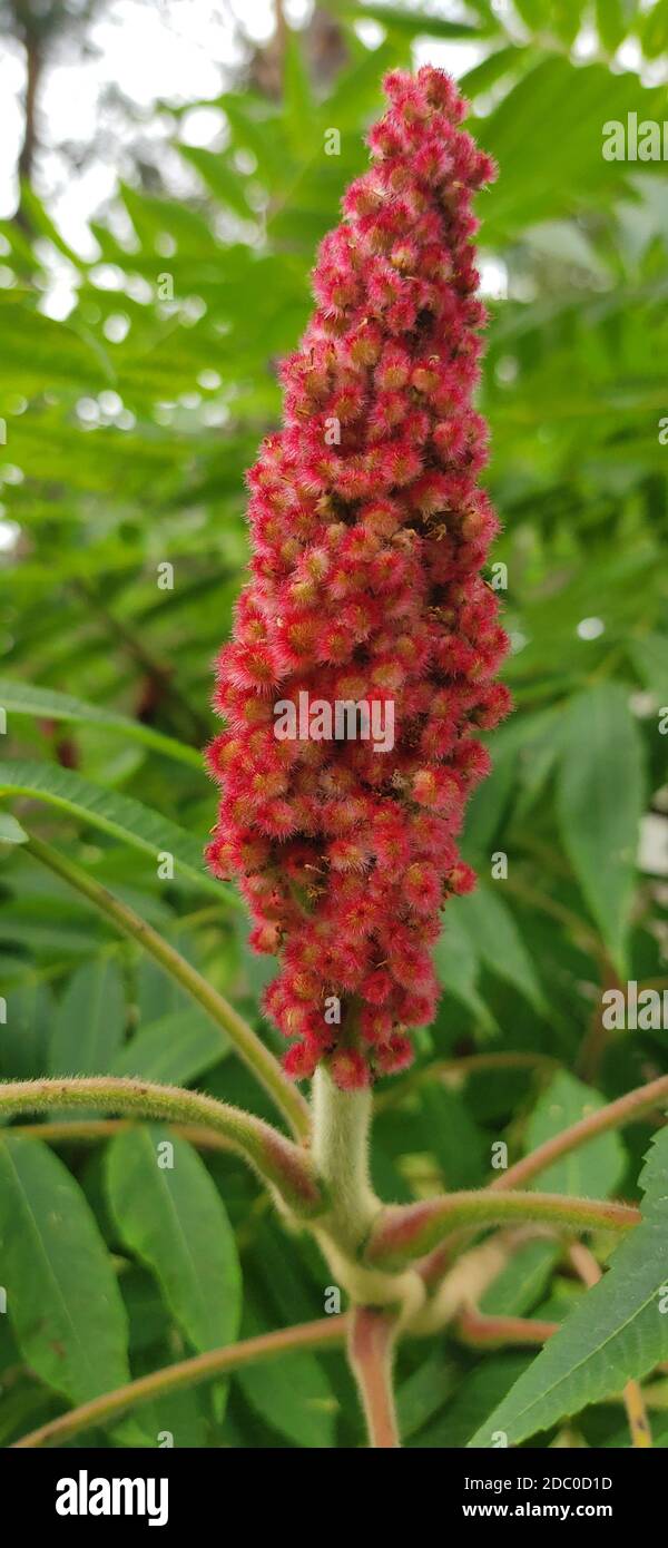 Rhus typhina red flower over green background Stock Photo - Alamy