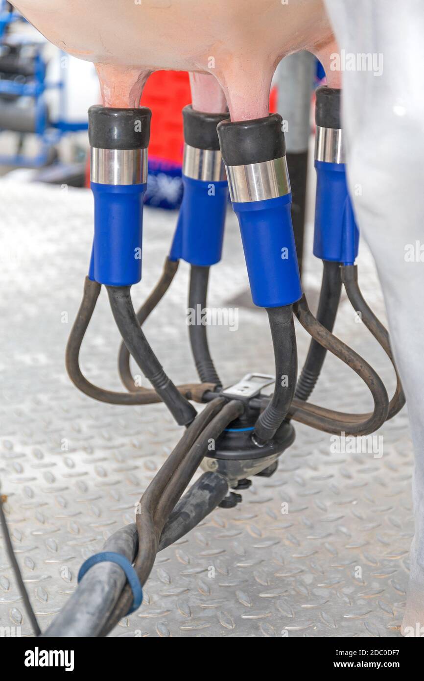 Automated Cow Milking Suction Machine at Dairy Farm Stock Photo - Alamy
