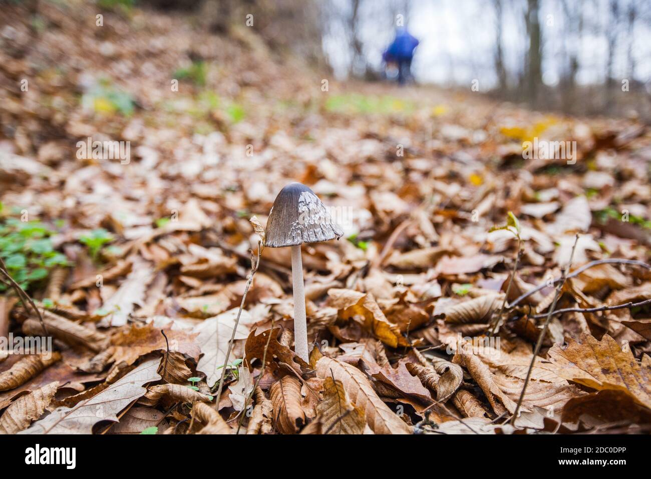 Mushroom in the forest, autumn leaves, late fall season Stock Photo - Alamy