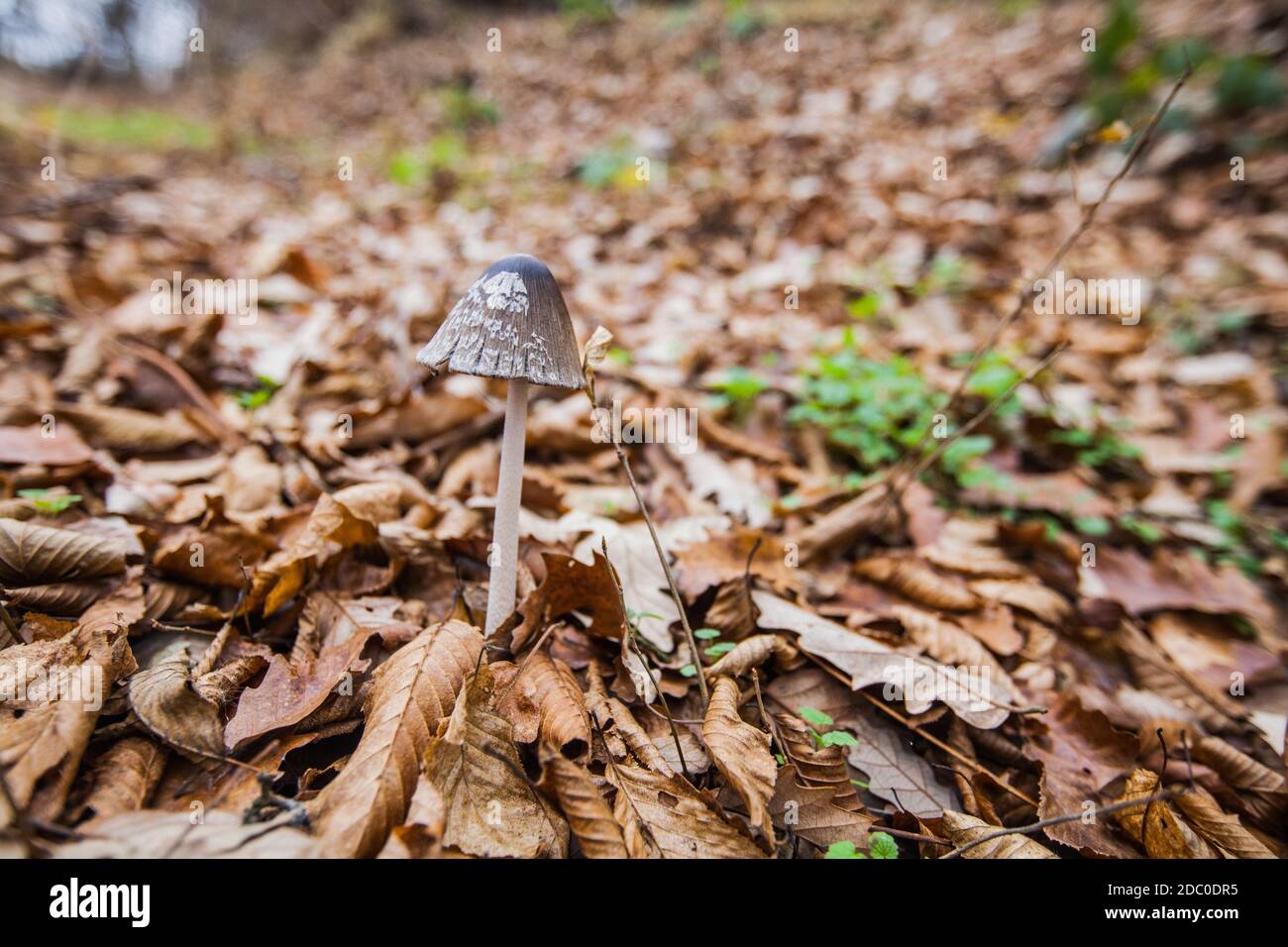 Mushroom in the forest, autumn leaves, late fall season Stock Photo - Alamy