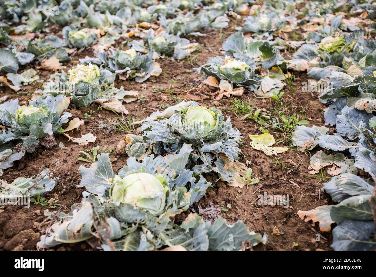 Fresh raw organic cabbage in the garden Stock Photo - Alamy