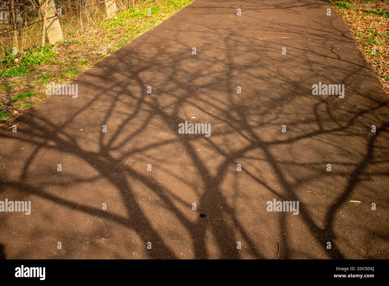 The Shadow of a Large Tree Being Cast on Blacktop Pavement Stock Photo ...