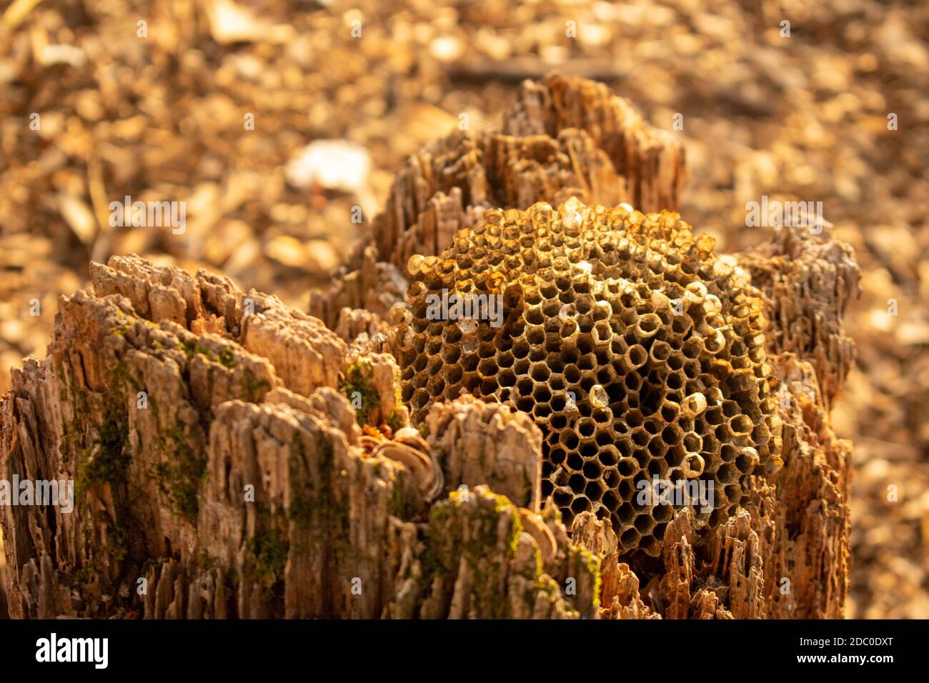 An Empty Beehive on a Rotten Tree Stump Stock Photo - Alamy