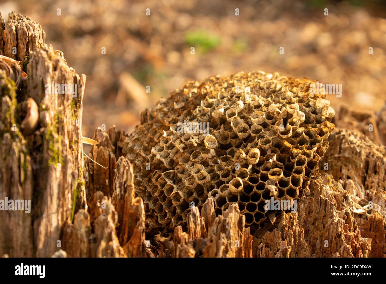 An Empty Beehive on a Rotten Tree Stump Stock Photo - Alamy