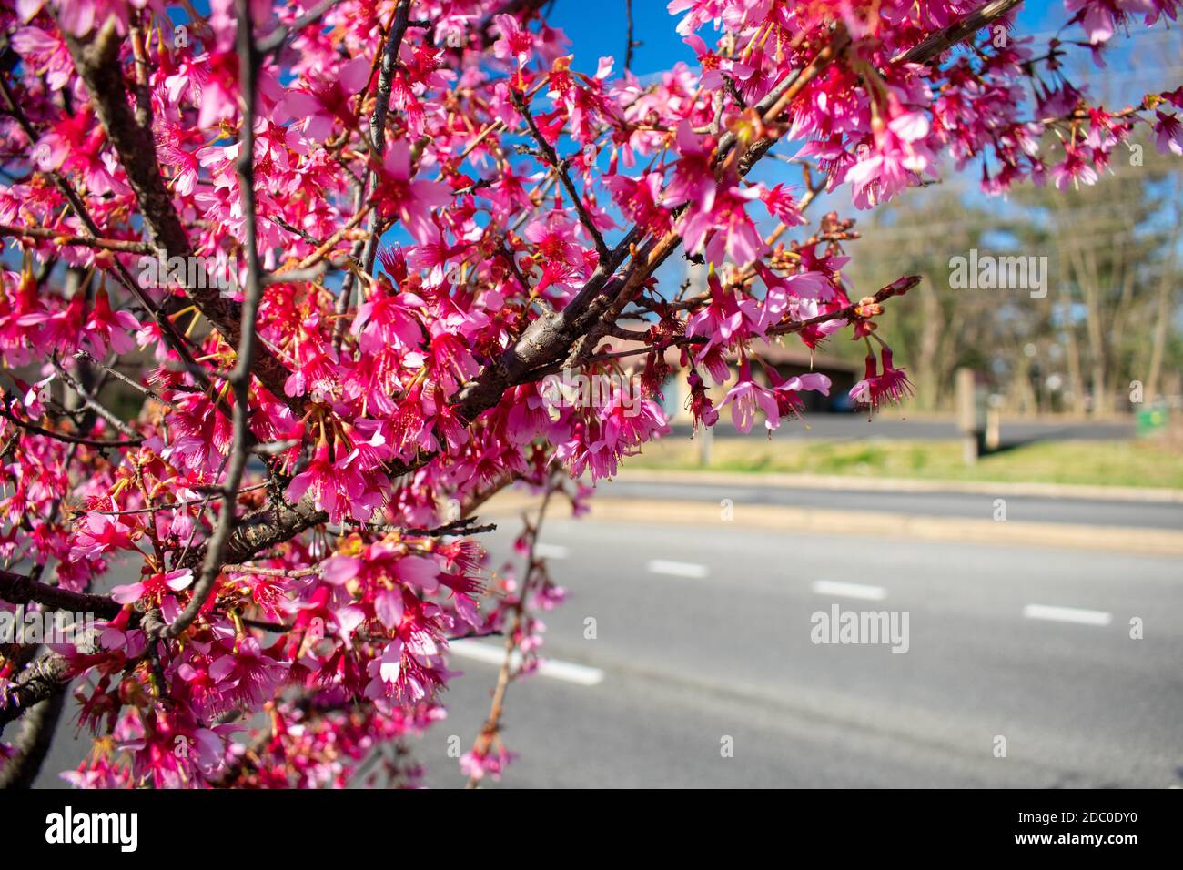 A Pink Cherry Blossom Tree Branch on a Suburban Street Stock Photo - Alamy