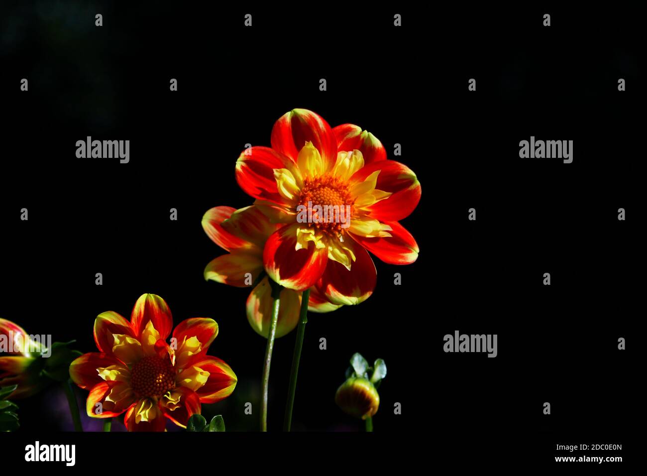 red orange flowering dahlias Stock Photo - Alamy