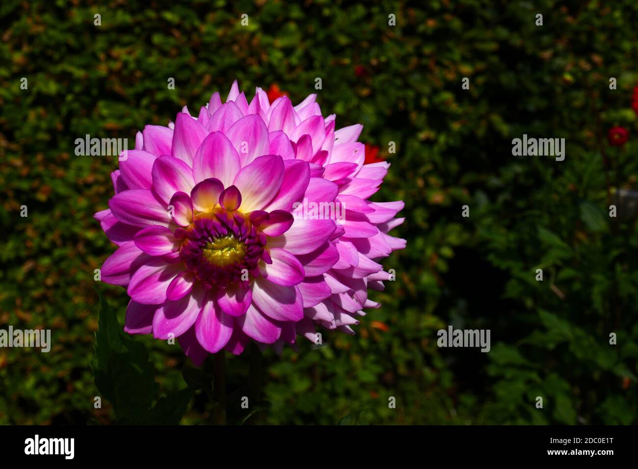 Water lily dahlia Alauna Craqueline Stock Photo - Alamy