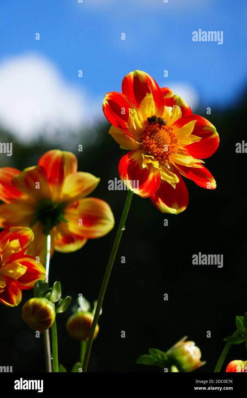 red orange flowering dahlias Stock Photo - Alamy