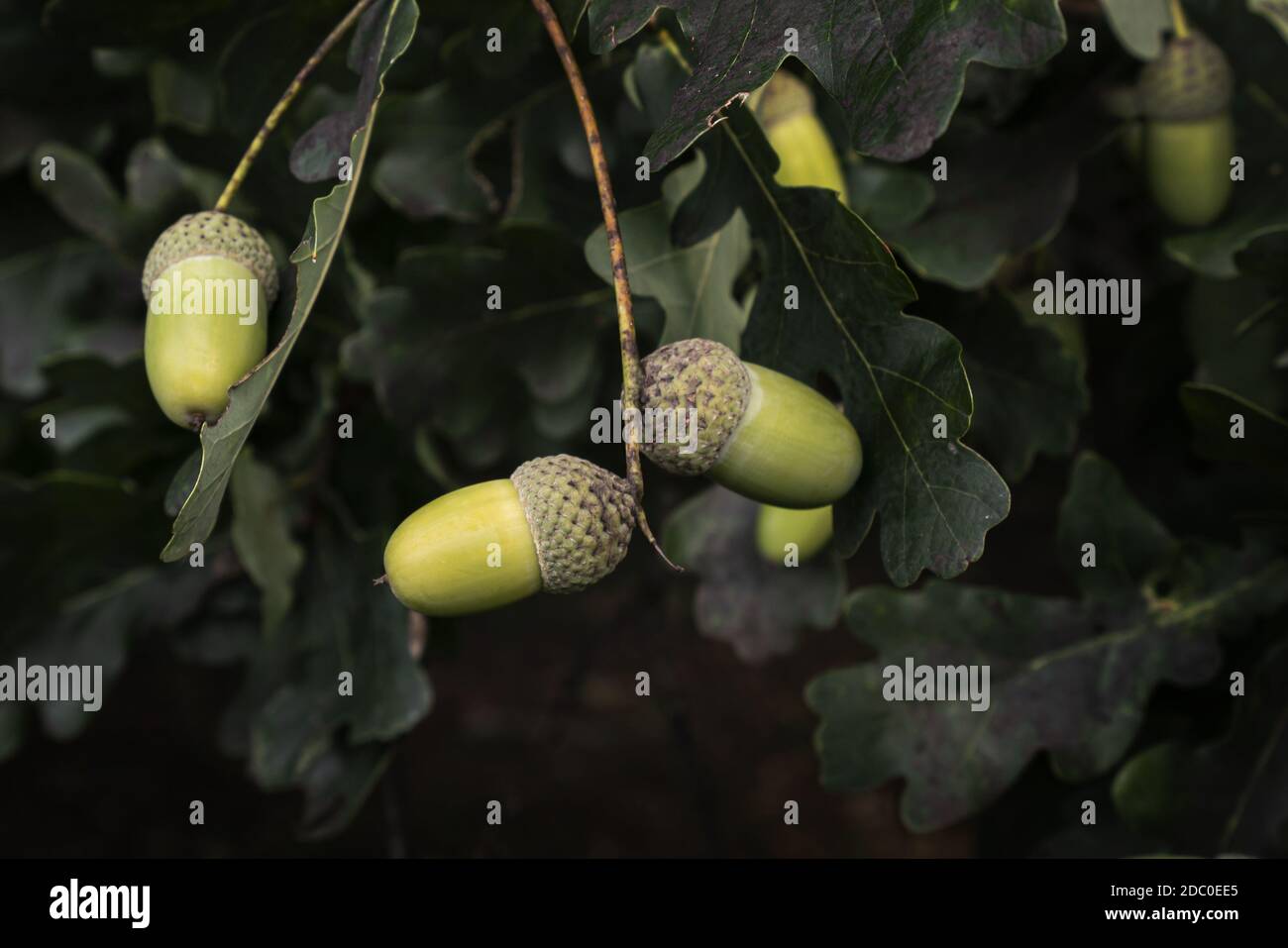 Falling acorns hi-res stock photography and images - Alamy