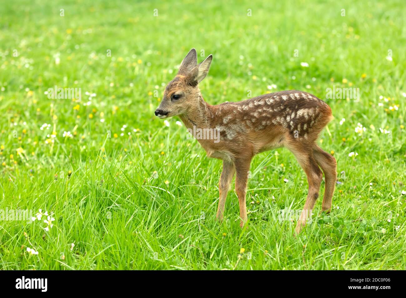 Beautiful Deer Fawn standing on meadow with flowers in springtime Stock ...