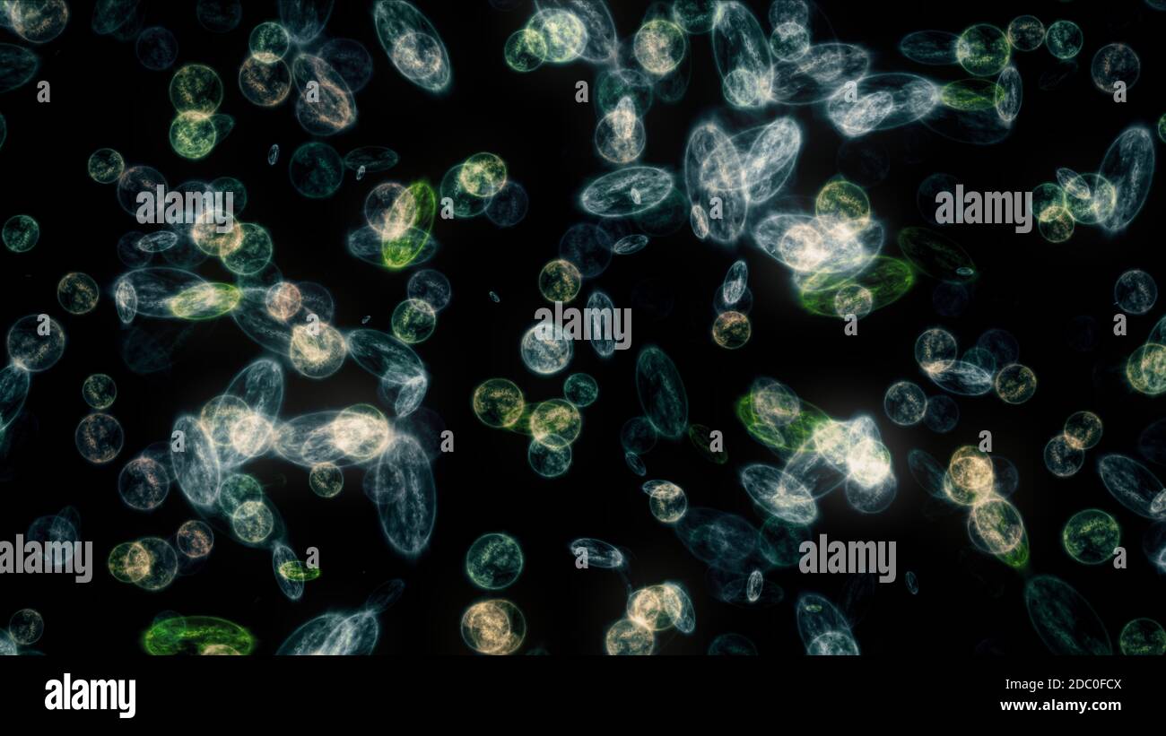 bacteria microorganisms microscope close up, illustration render Stock ...