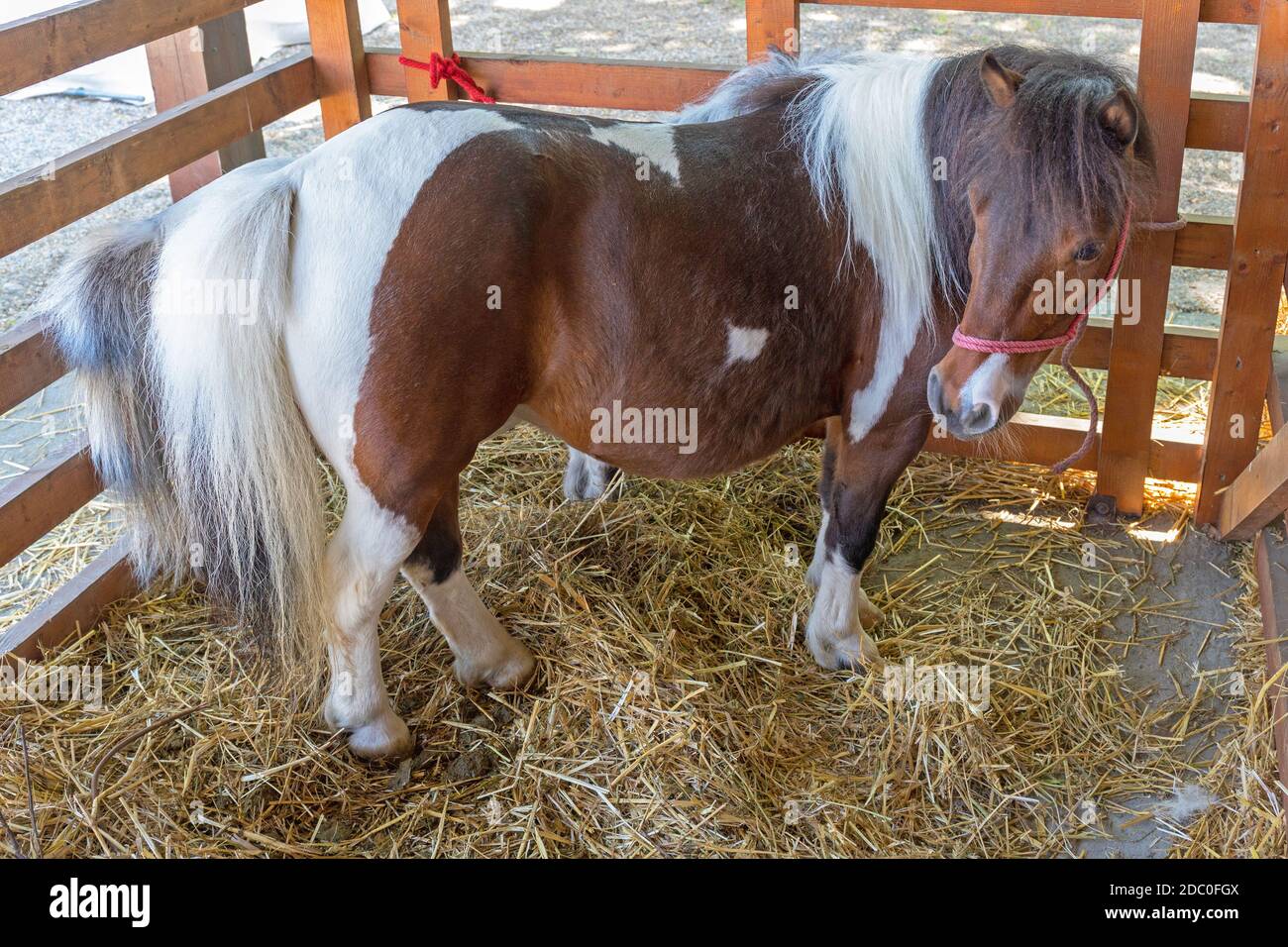 One pony hi-res stock photography and images - Alamy