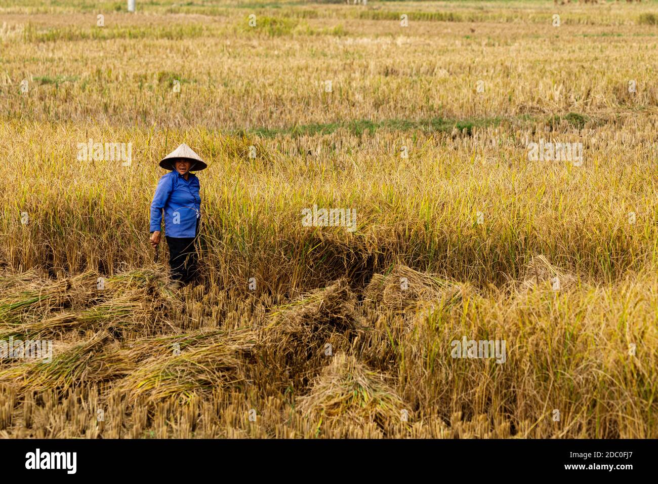 Vietnam rice harvest hi-res stock photography and images - Alamy