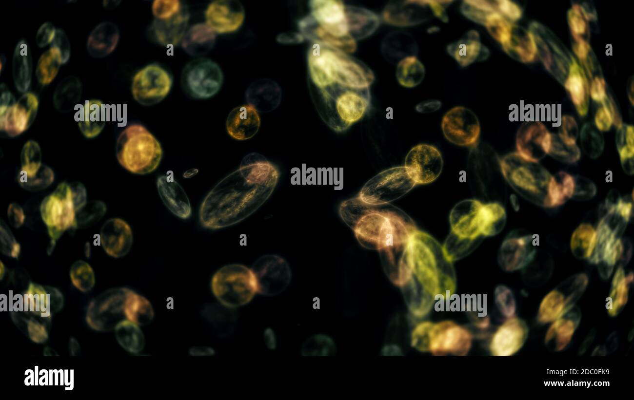 bacteria microorganisms microscope close up, illustration render Stock ...