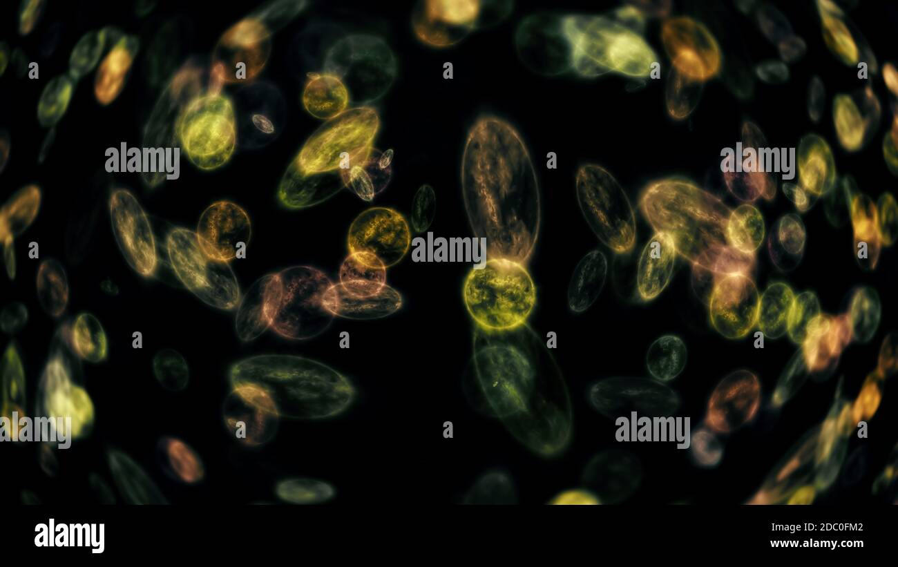 bacteria microorganisms microscope close up, illustration render Stock ...