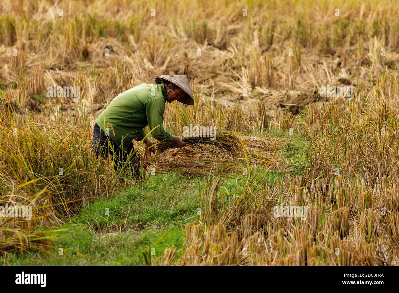 A farmer in rice field in Vietnam Stock Photo - Alamy
