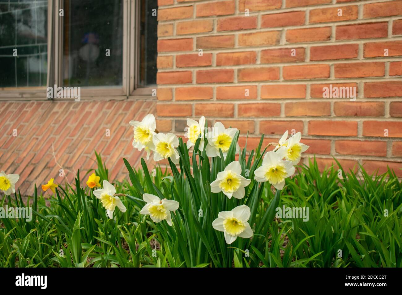 A Patch of White and Yellow Tulips on a Brick Wall During Spring in ...