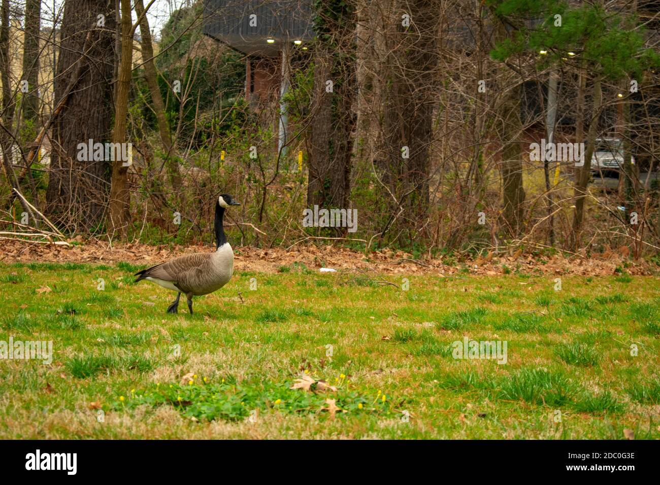 Pennsylvania Fauna High Resolution Stock Photography and Images - Alamy