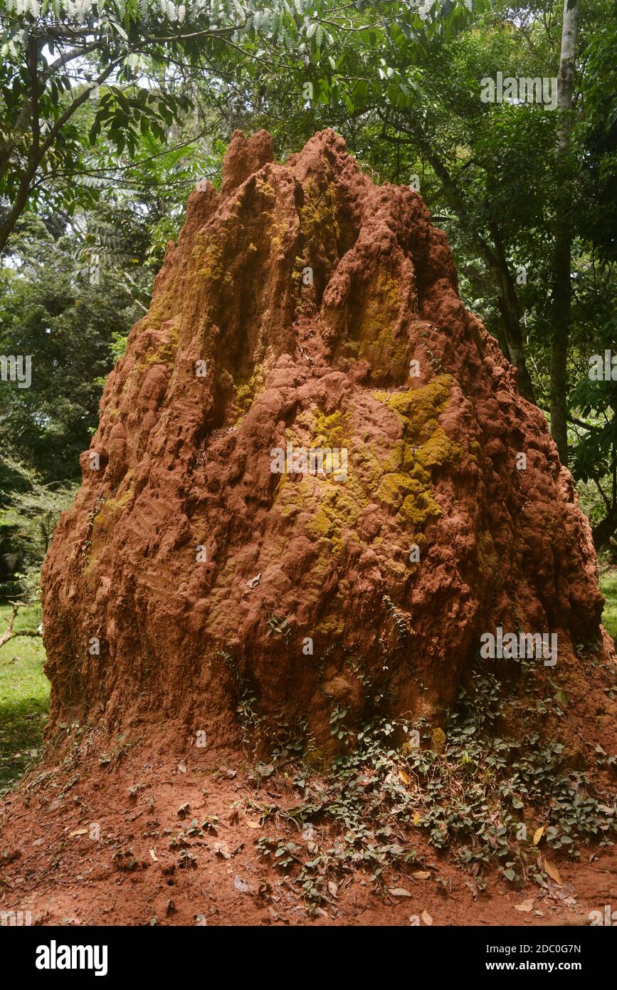 Anthill in Ghana Stock Photo - Alamy