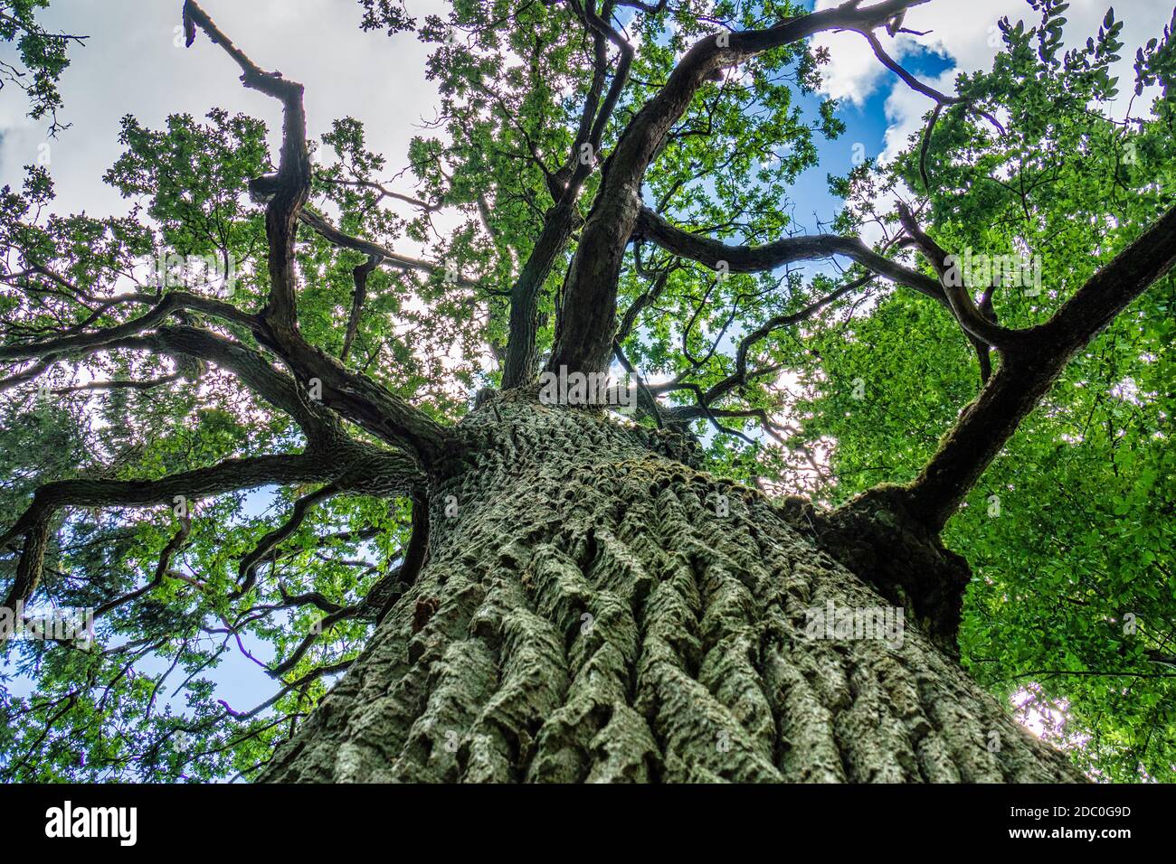 The Trunk of an Old Oak Tree. Lower Angle Stock Photo - Alamy