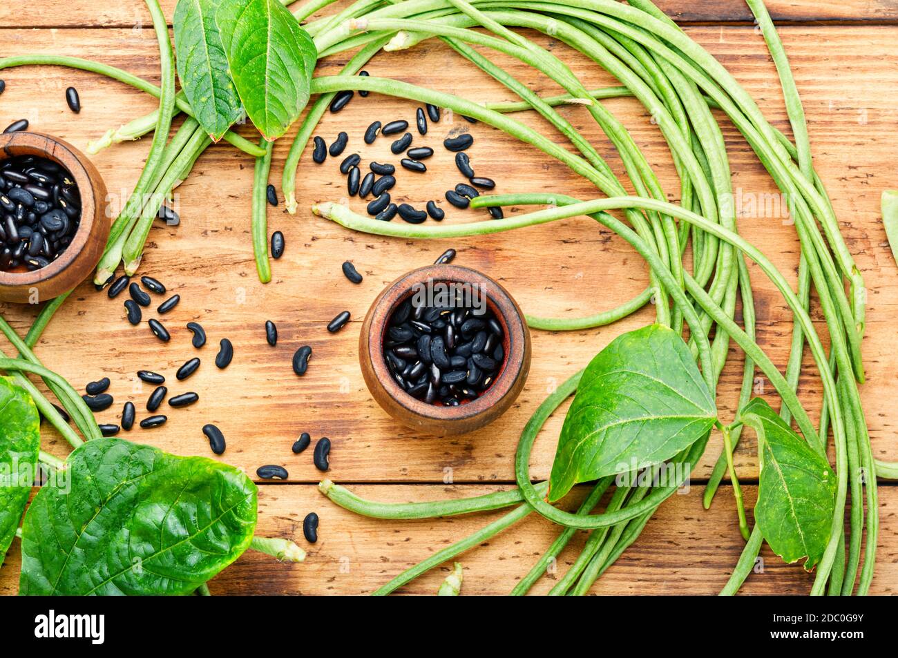 Vigna or cowpea pods and beans.Vegetable plant.Popular Chinese food ...