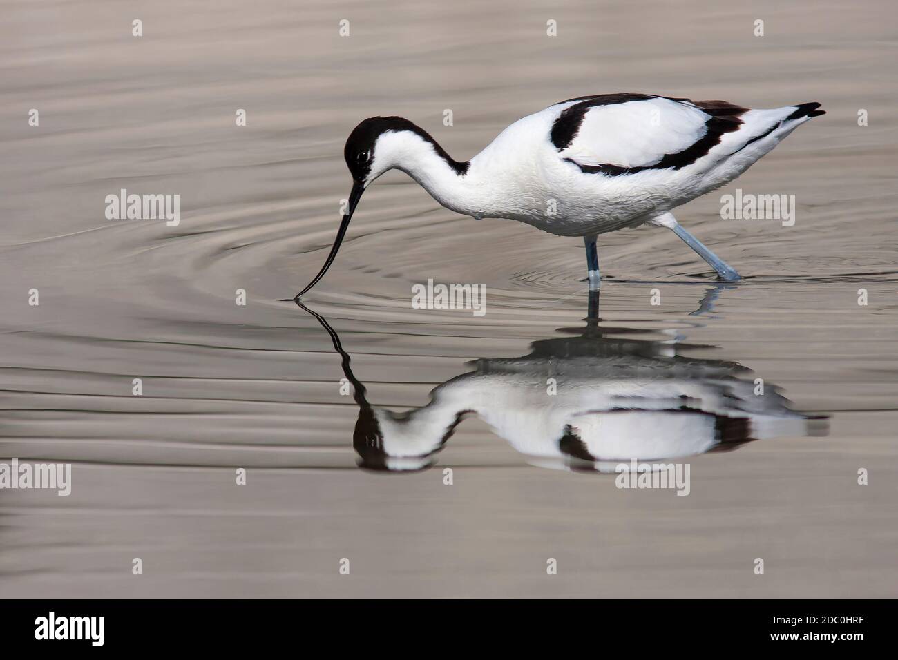 Avocet - Recurvirostra avosetta Stock Photo - Alamy