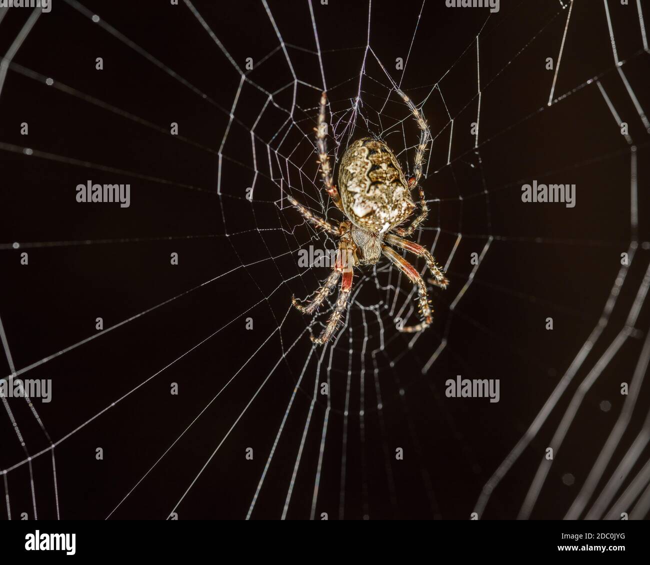 Spider web in the black forest hi-res stock photography and images - Alamy