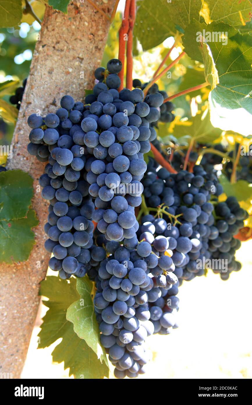 Rotweintrauben hi-res stock photography and images - Alamy